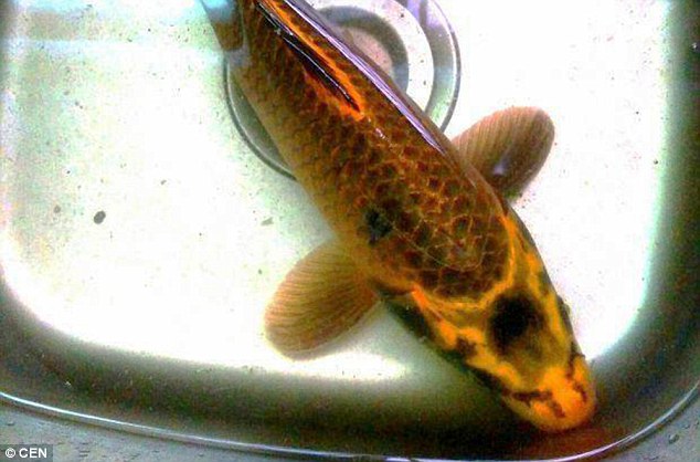 Fish With 'Human Face' Causes Online Ripples In China. See Photos ...
