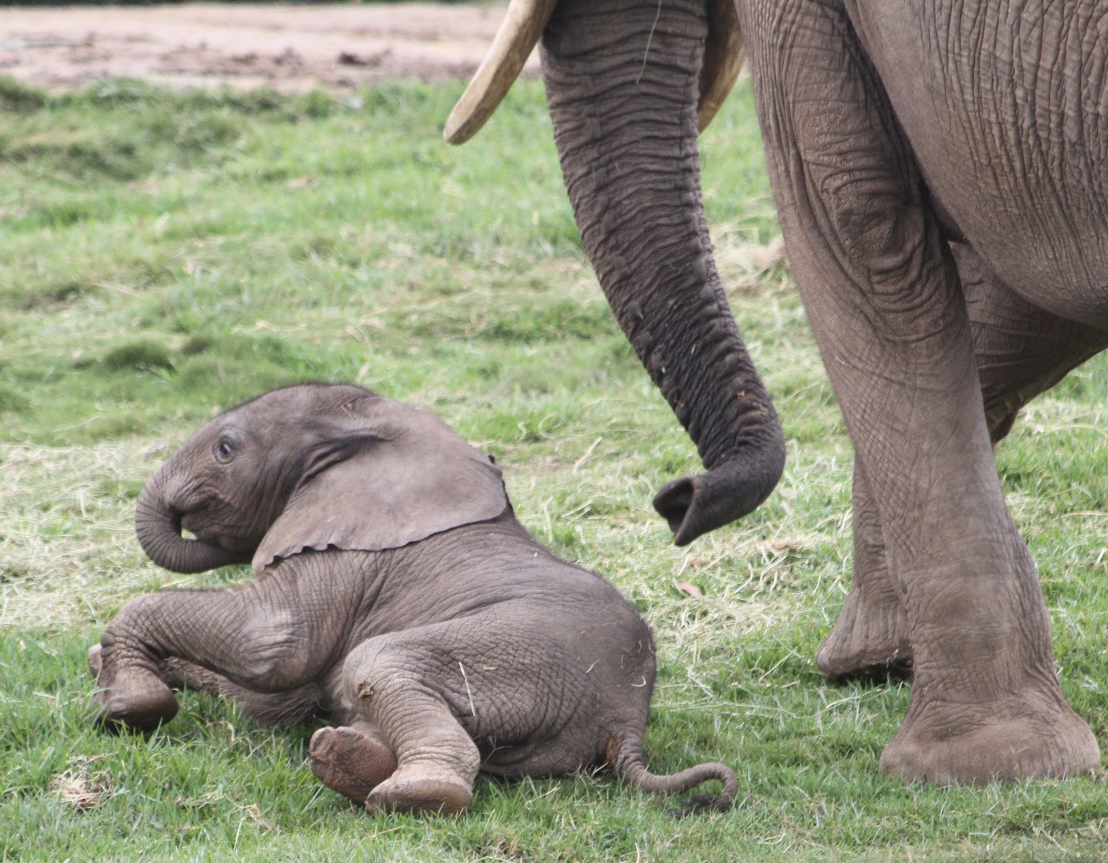 My ROO spot: San Diego Part Zoo