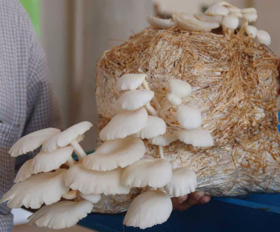 PERIODISTAS FRONTERA SUR: HONGOS SETA, CULTIVO ALTERNATIVO PARA ...