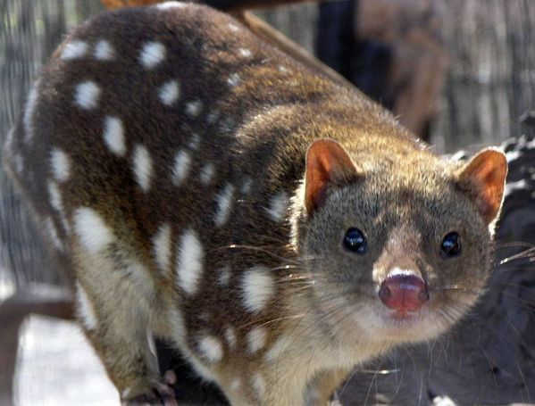 Quoll | The Life of Animals