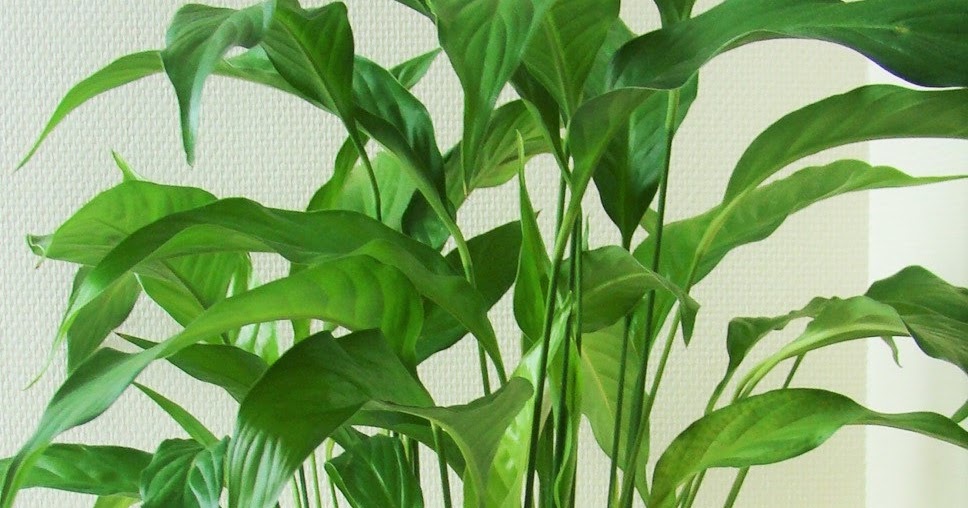 LA VENTANA DE JAVIRULI: PLANTAS DE INTERIOR (40): ESPATIFILO, CUNA DE ...