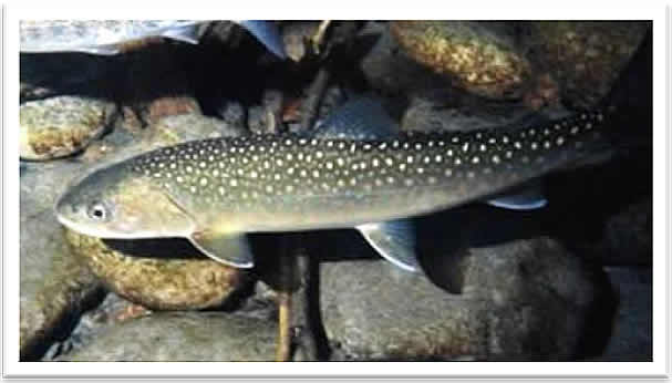 The Fish Files: Bull Trout Redd Surveys in Northern Puget Sound