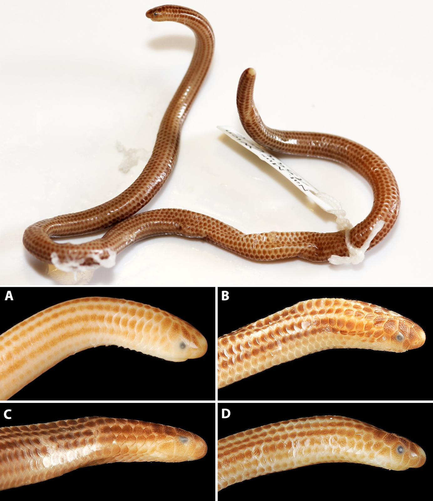 Species New to Science: [Herpetology • 2019] Epictia rioignis • A ...