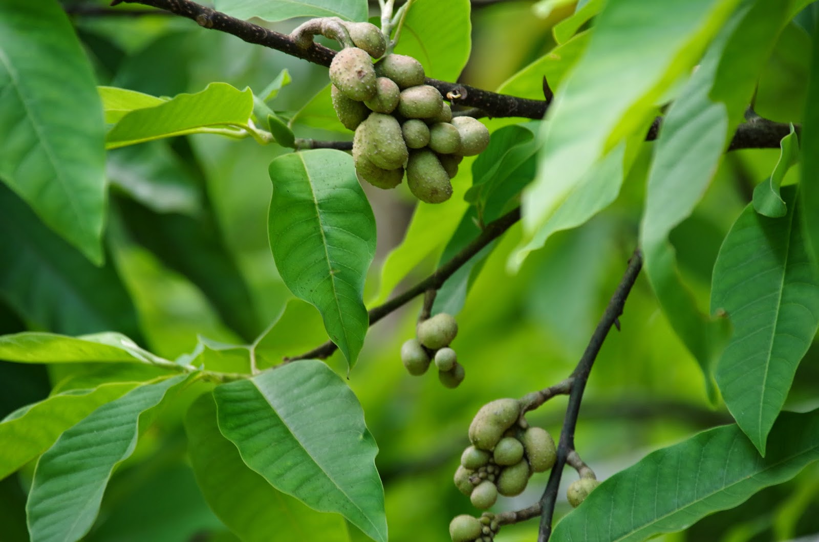 Trees and Plants: Cempaka, Champak