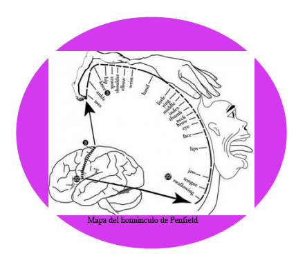 El Homúnculo de Penfield