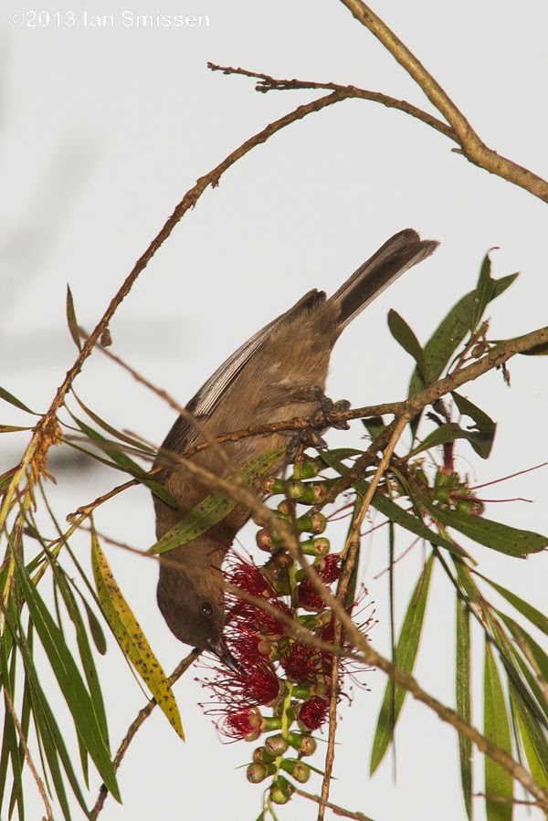 A passion for birds...: Paluma Range NP