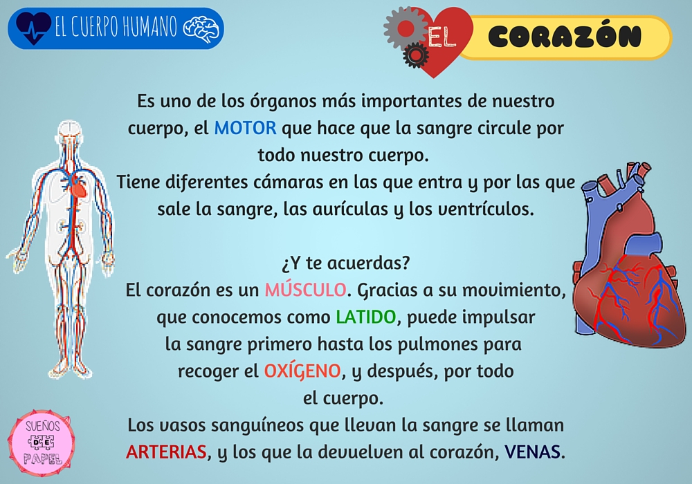 "Érase una vez sueños de papel": EL CORAZÓN: EL MOTOR DEL ORGANISMO