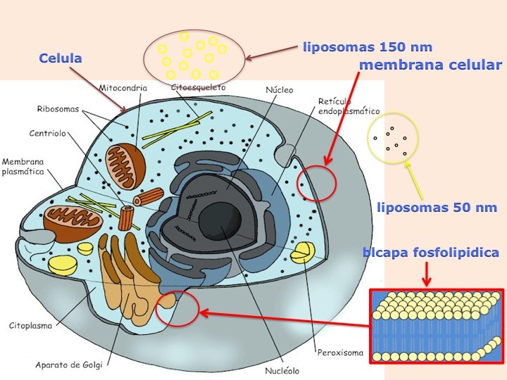 Biología para todos : La celula