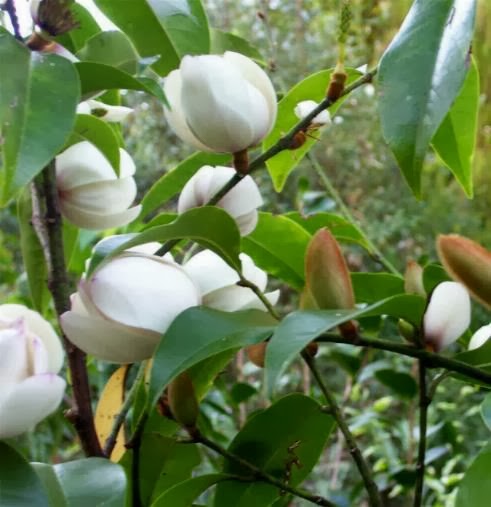 BANGALOW TREE TALES: A LITTLE EXOTIC TREE GOES A LONG WAY...