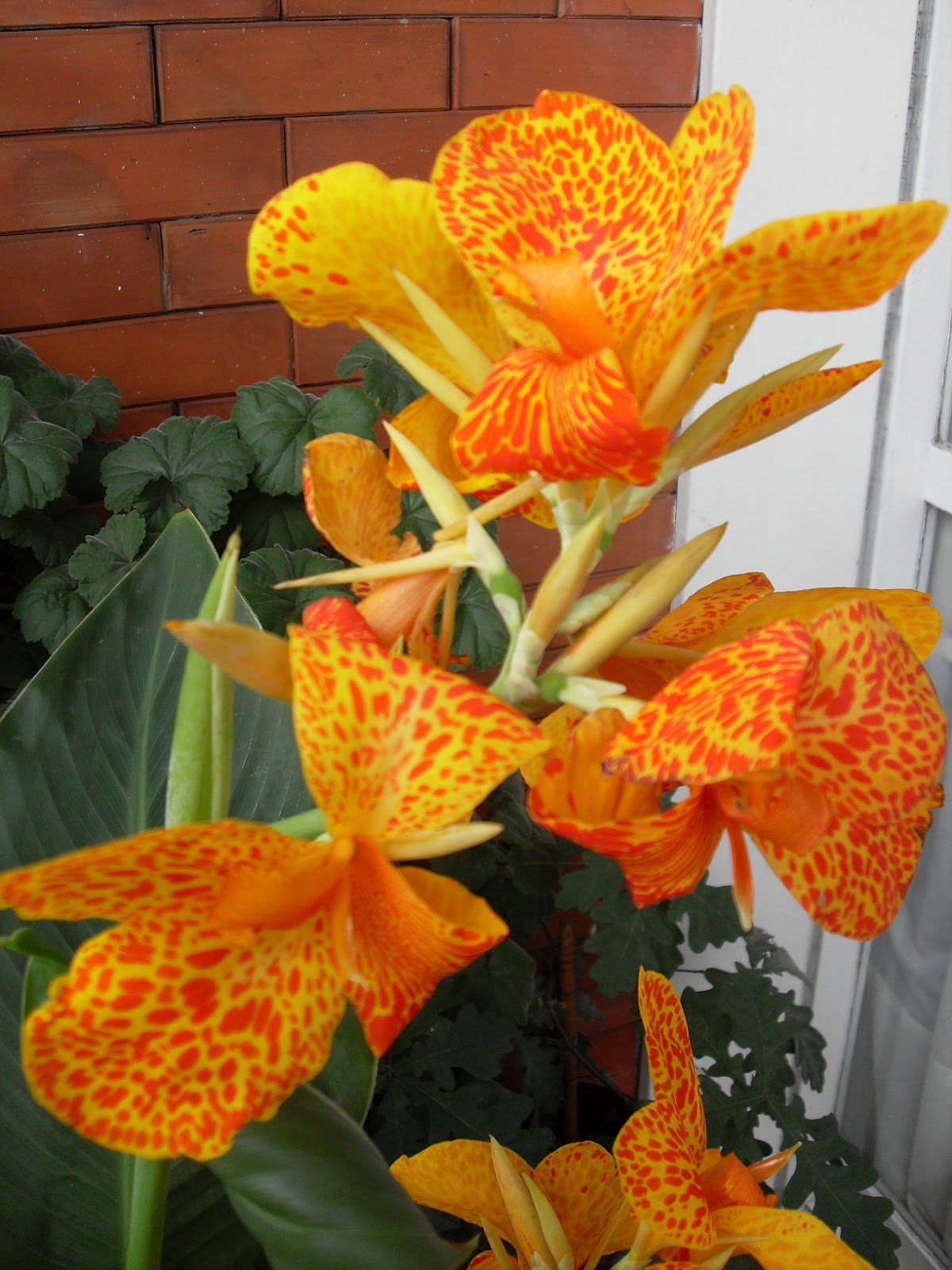 LA MAGIA DEL COLOR: ACHIRA