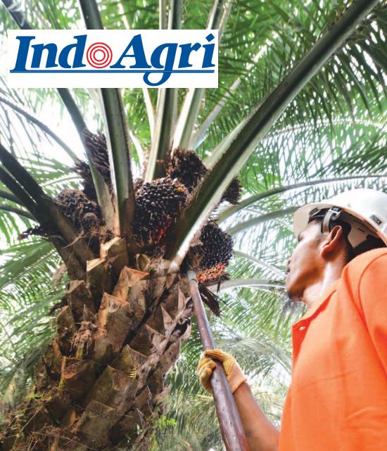 Indofood Agri Resources - Capturing margins on every stage - Singapore ...