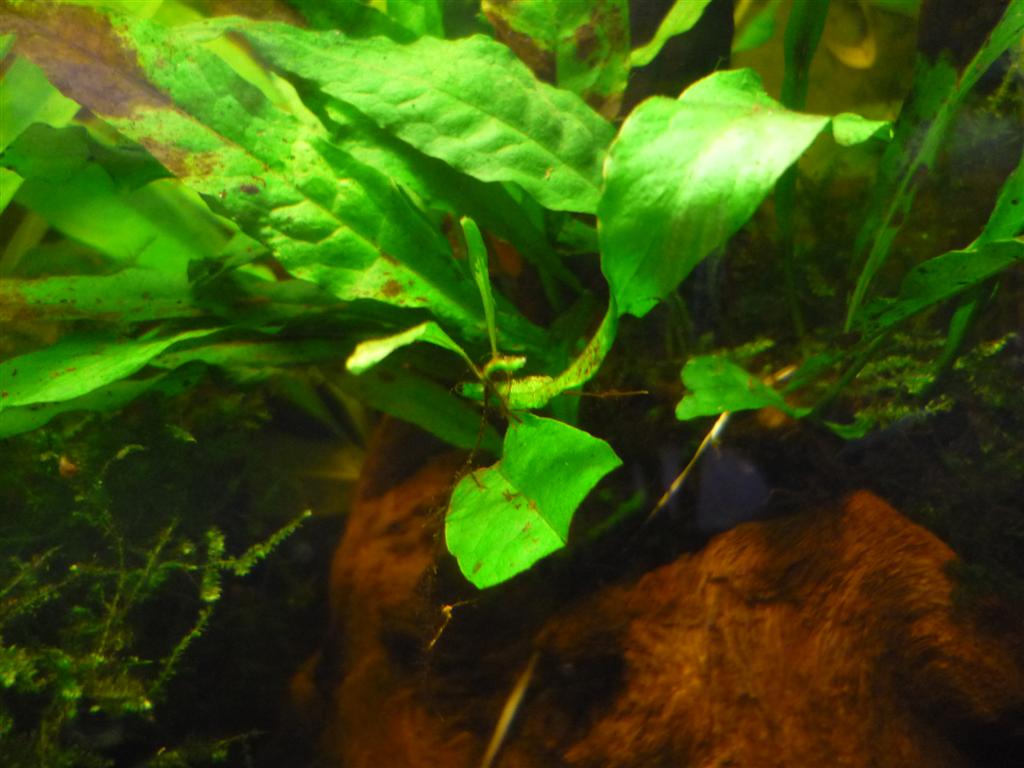 sweet pepperspray: java fern plantlets