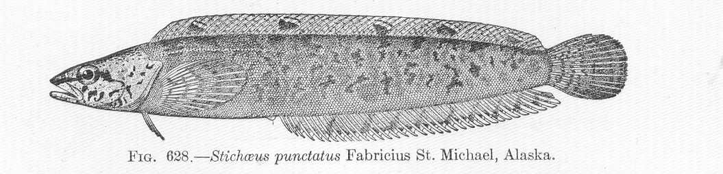 Artes de Pesca: ACTINOPTERYGII