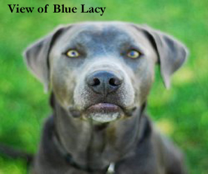 dogs Gallery: Description of Blue Lacy