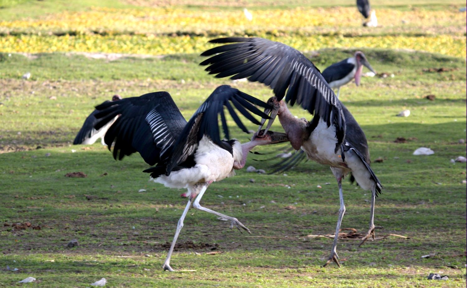 RETRATOS DEL MUNDO: Lago Ziway. De Welkite a Langano.
