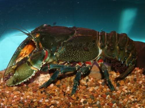 Euastacus Bispinosus ~ Crayfish | Crawfis | Huna | Lobster Galery