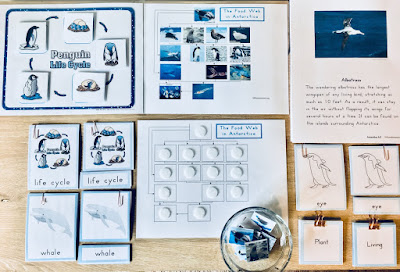 Montessori Continent Studies: Antarctica • Happy Homeschool Adventures