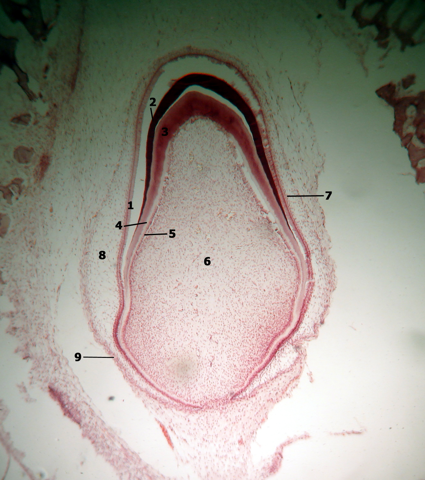 Odontologia : Dezembro 2012