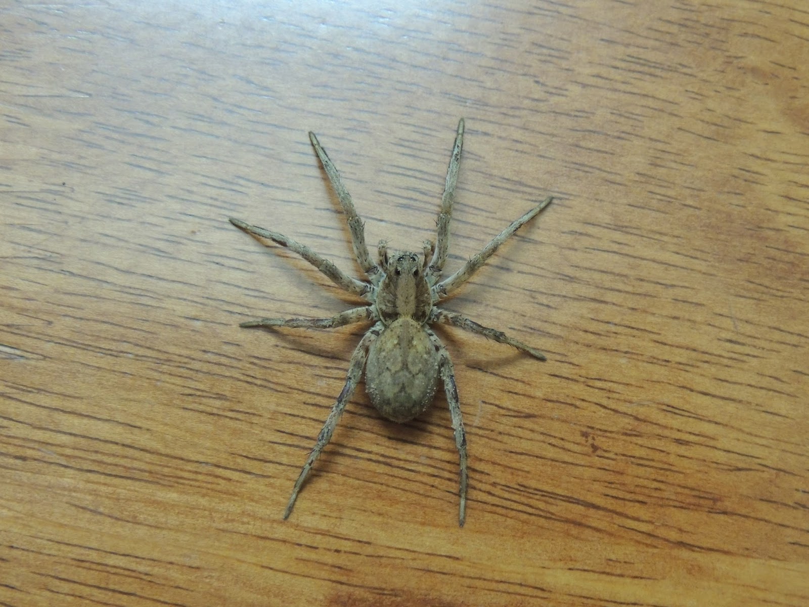 Dera's bio-diversity: Huntsman spider