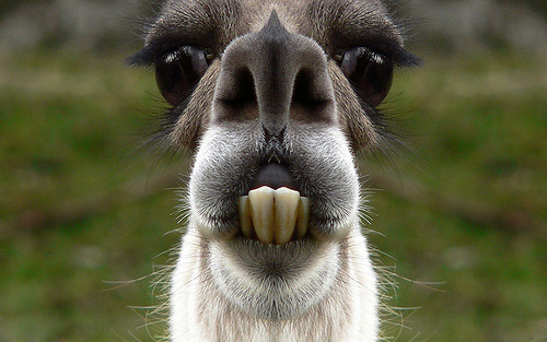 Funny Llama « Funny World