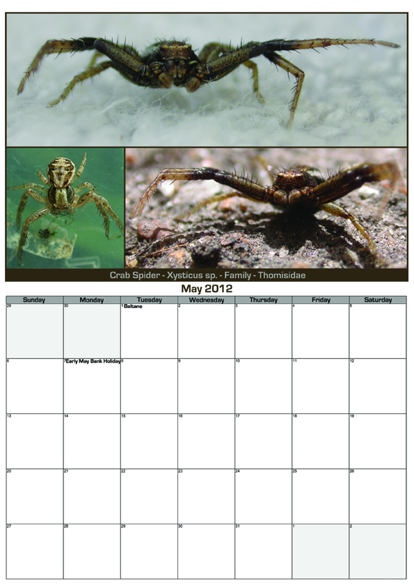 Arachnerds: Spiders Calendar 2012