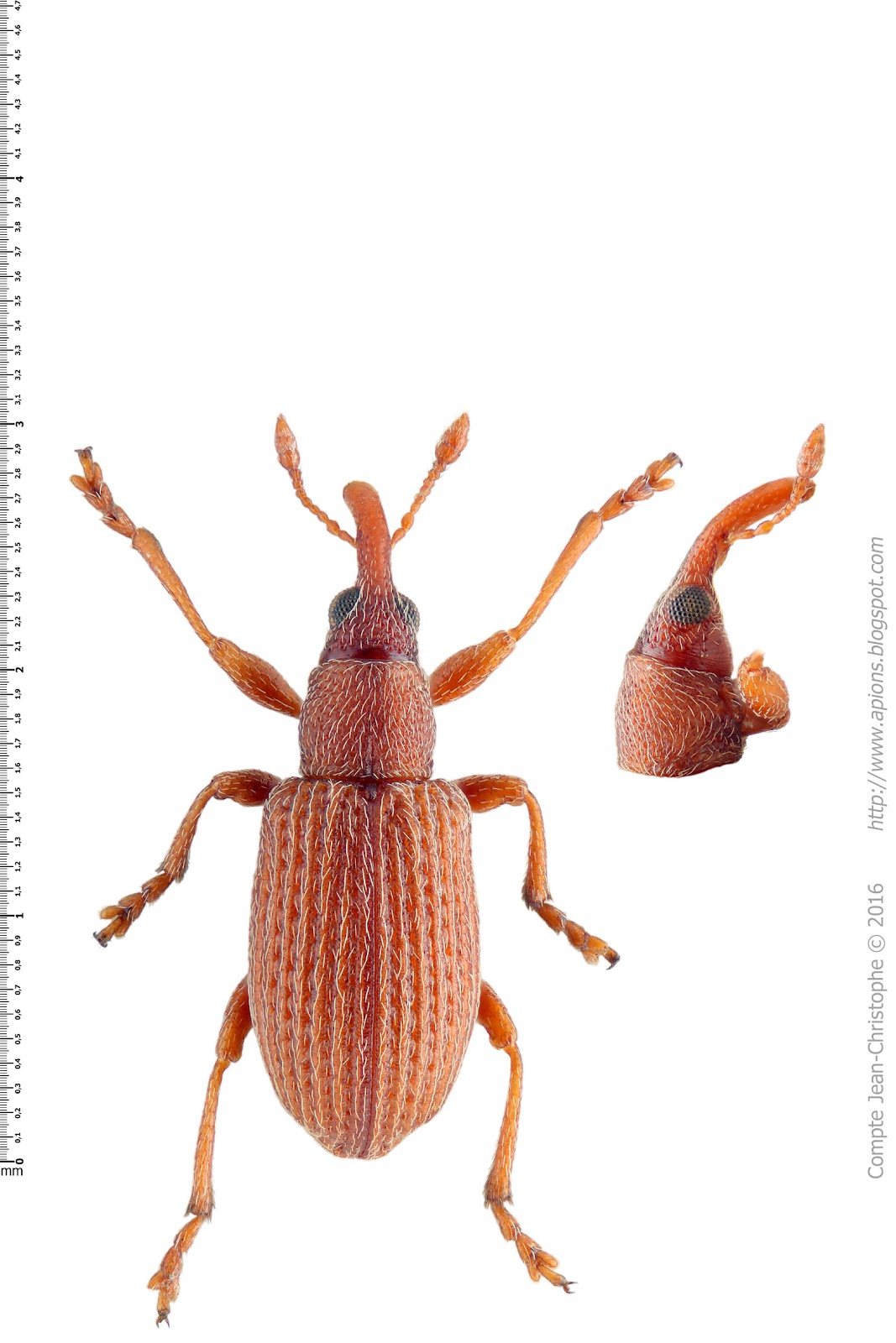 Apions de France: Apion rubens