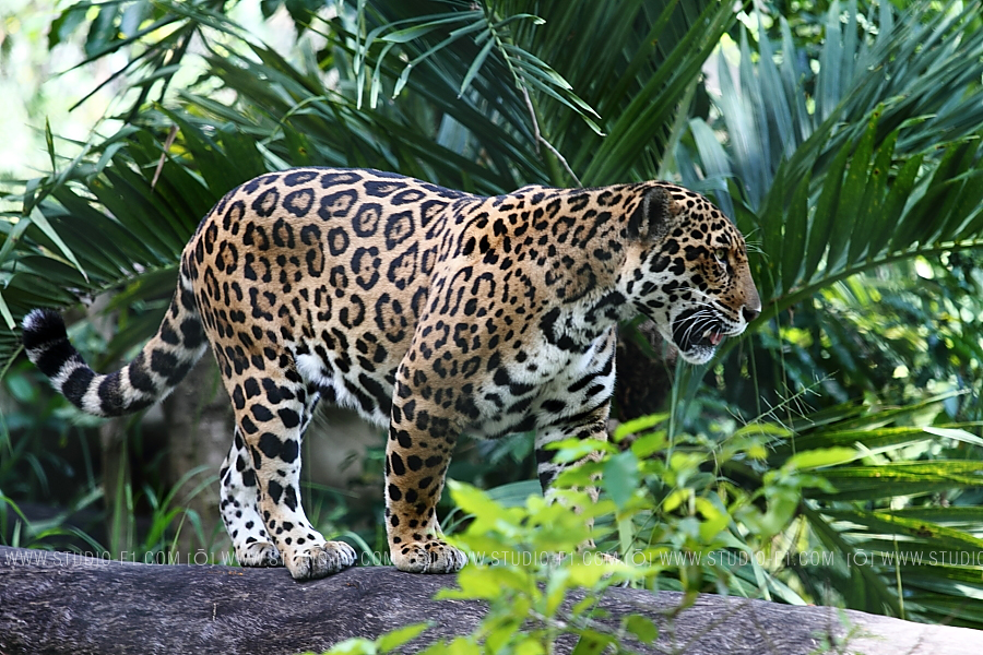 FURESA ~ ¡Un viaje familiar sabio nunca desprecia su pais!