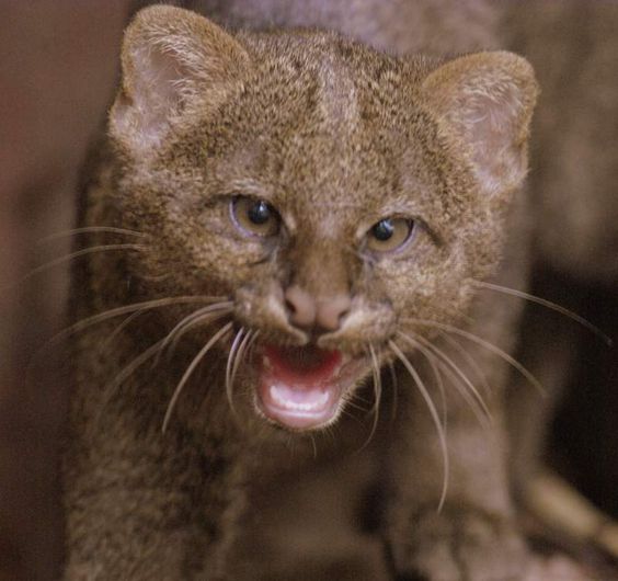 PLAAN : Yaguarundi - Herpailurus yagouaroundi