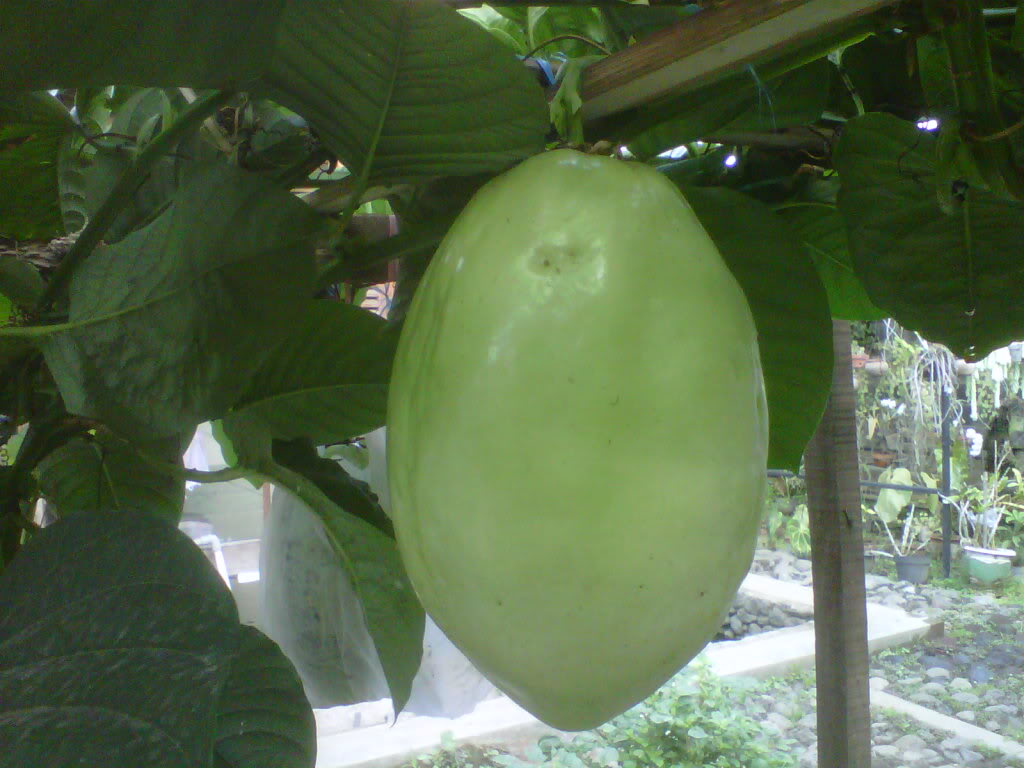 Klasifikasi Tanaman Markisa Besar - Klasifikasi Tanaman