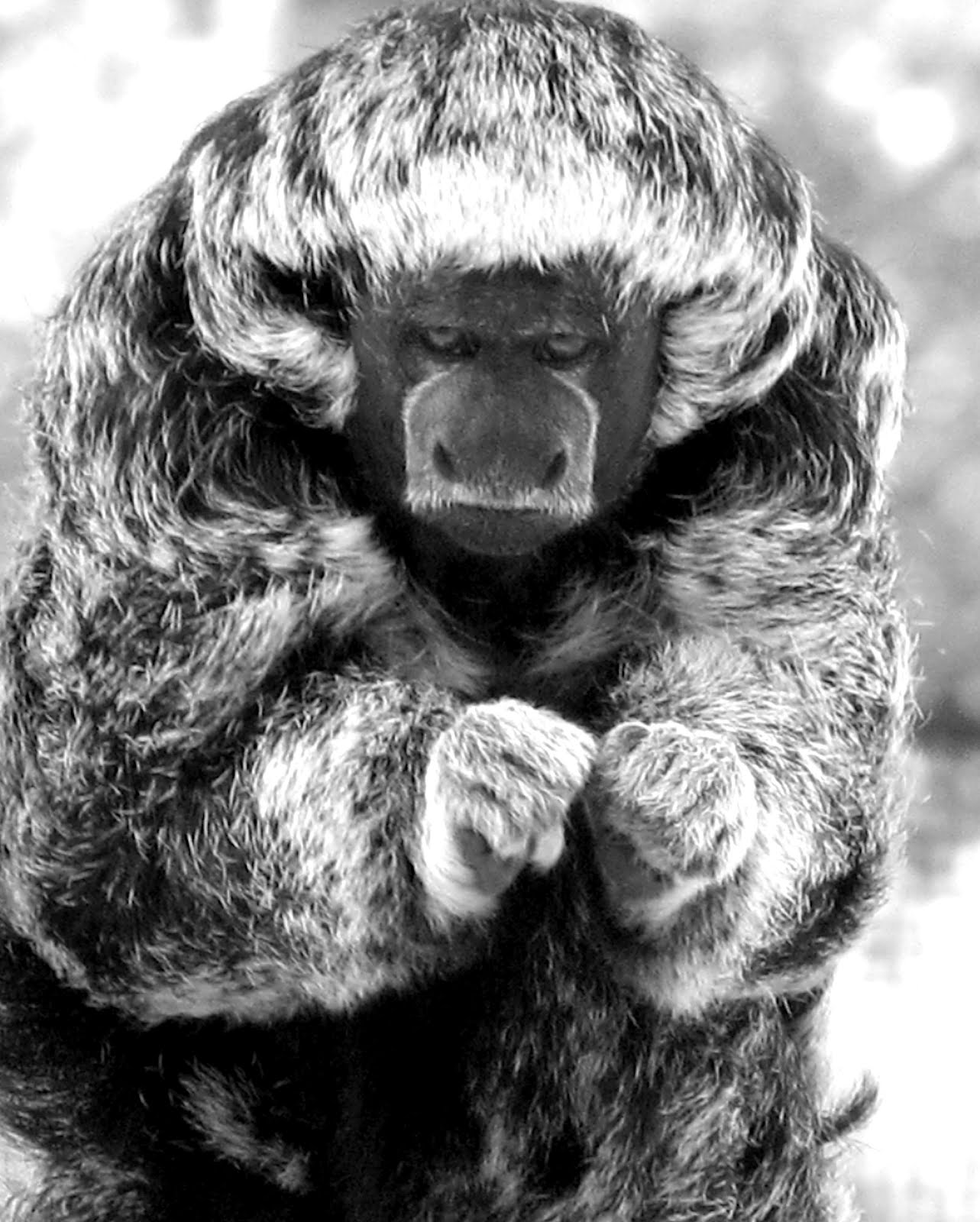 EL ANIMAL INVISIBLE: Bestiario selecto. Animales raros o llamativos e ...