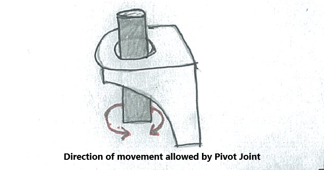 Class-6 Science, Chapter-8 Body Movements , Additional Exercises with ...