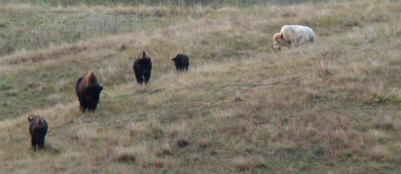 The Circus "NO SPIN ZONE": National Buffalo Museum--Jamestown, North Dakota