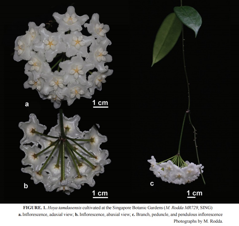 Species New to Science: [Botany • 2015] Hoya tamdaoensis • A New ...
