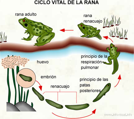 El Blog de Rafael: Investigación y Exploración: Investigación: La Rana ...
