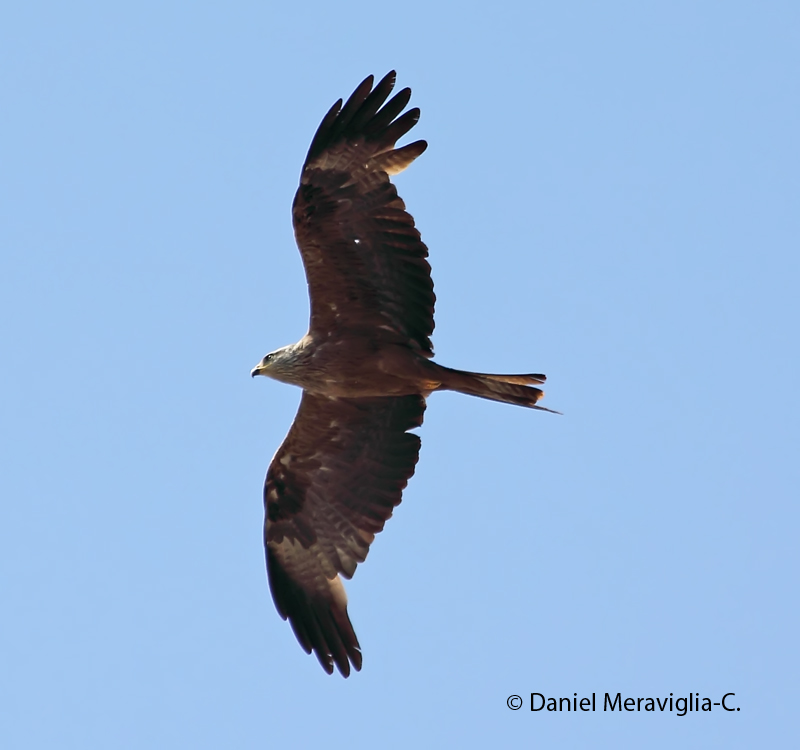 Fotos de aves by Loro: Milano Negro (Milvus migrans)
