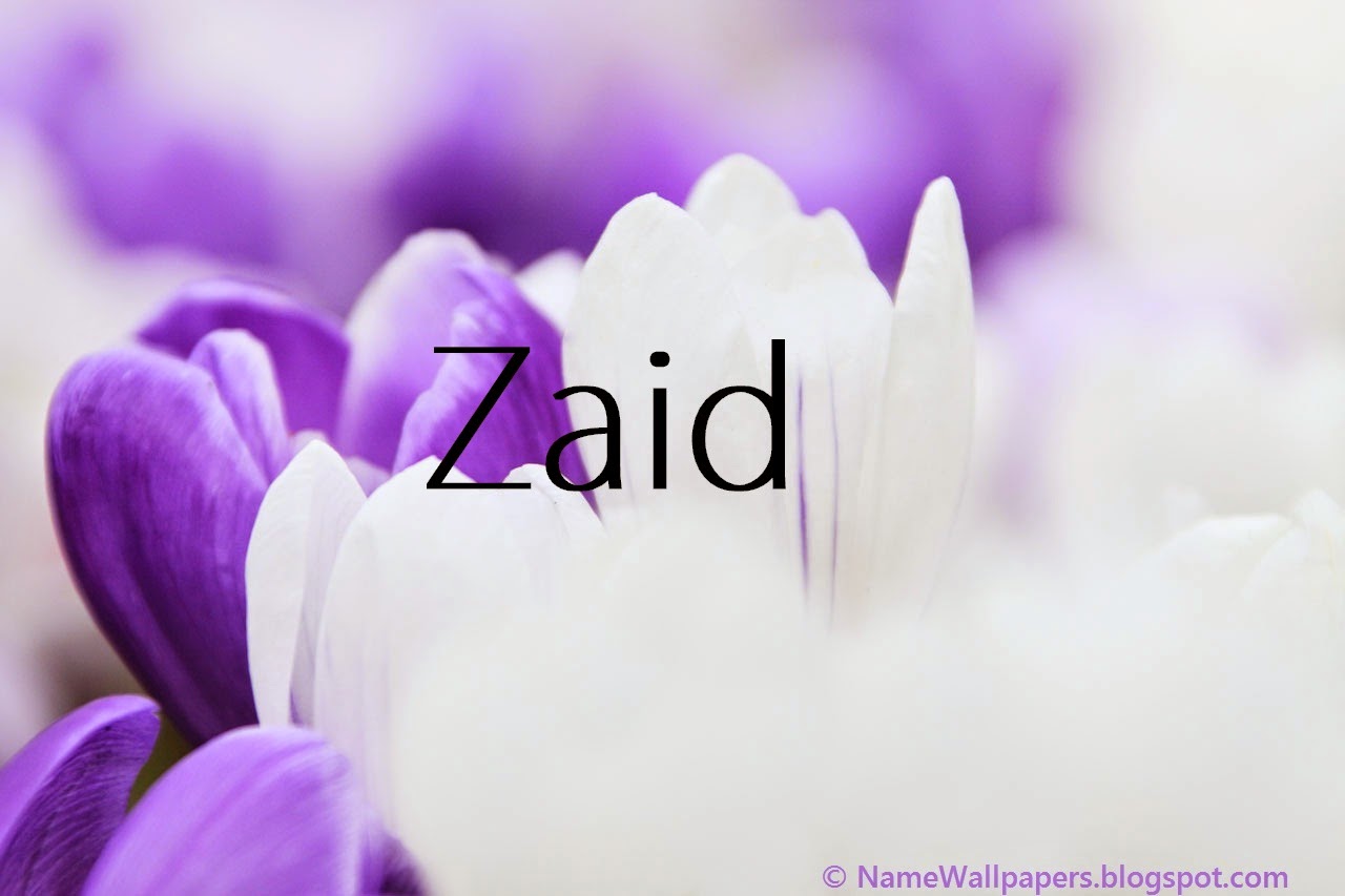 Zaid Name Wallpapers Zaid Name Wallpaper Urdu Name Meaning Name zaid-name-wallpapers-zaid-name-wallpaper-urdu-name-meaning-name