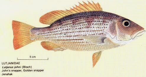 MALAYSIAN FISH HUNTER: Kenali & Cara-cara memancing Ikan Jenahak