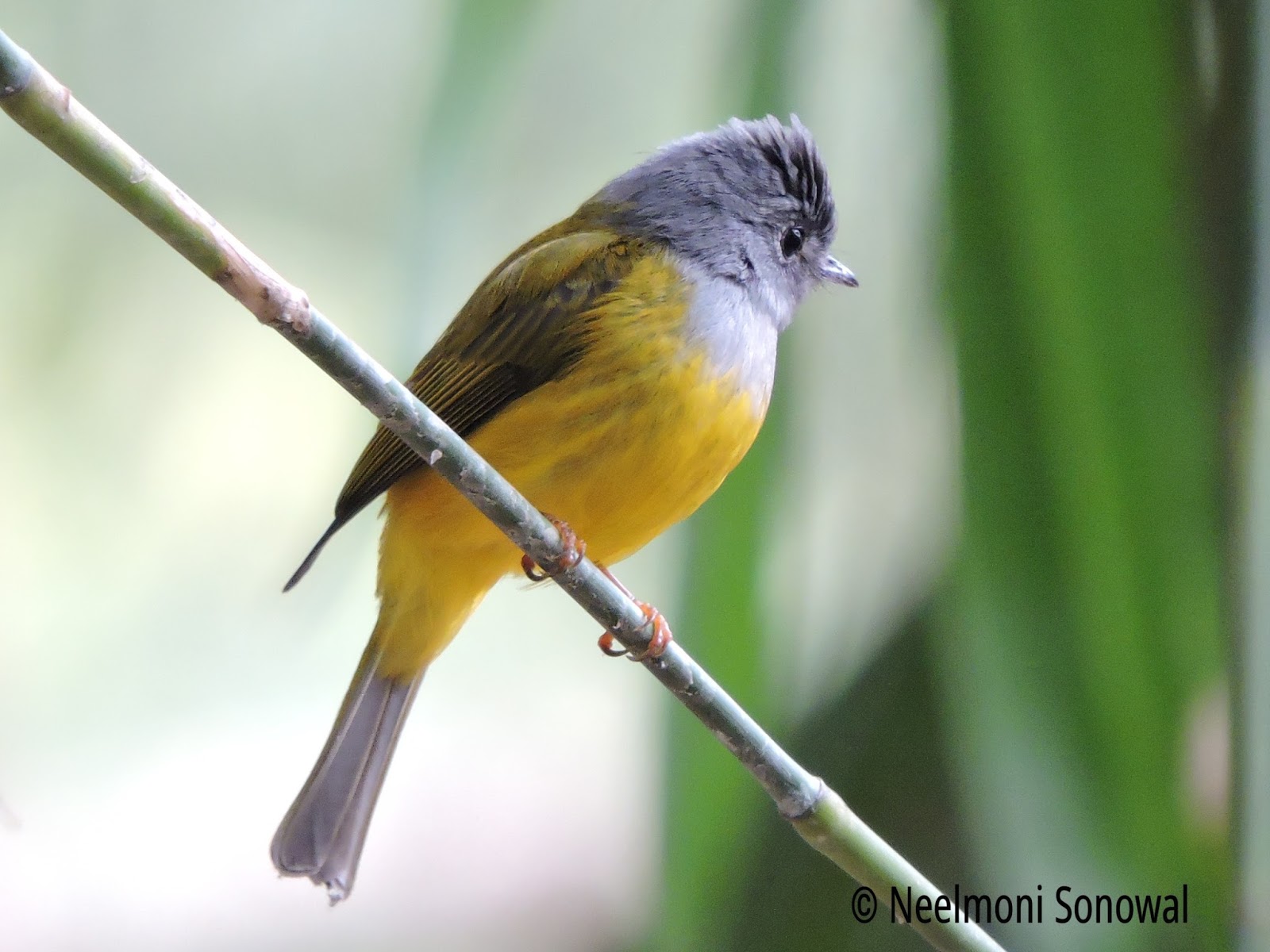 Birds of Assam,India