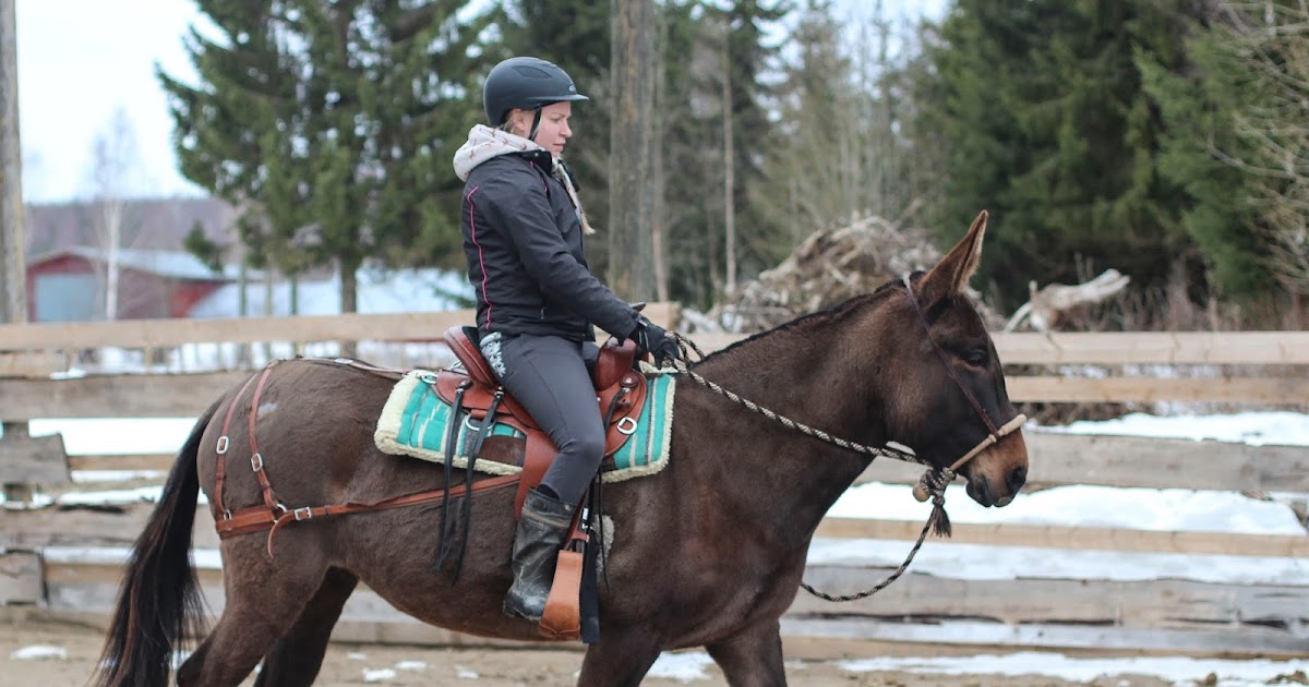 Muuliprojekti: Muuli