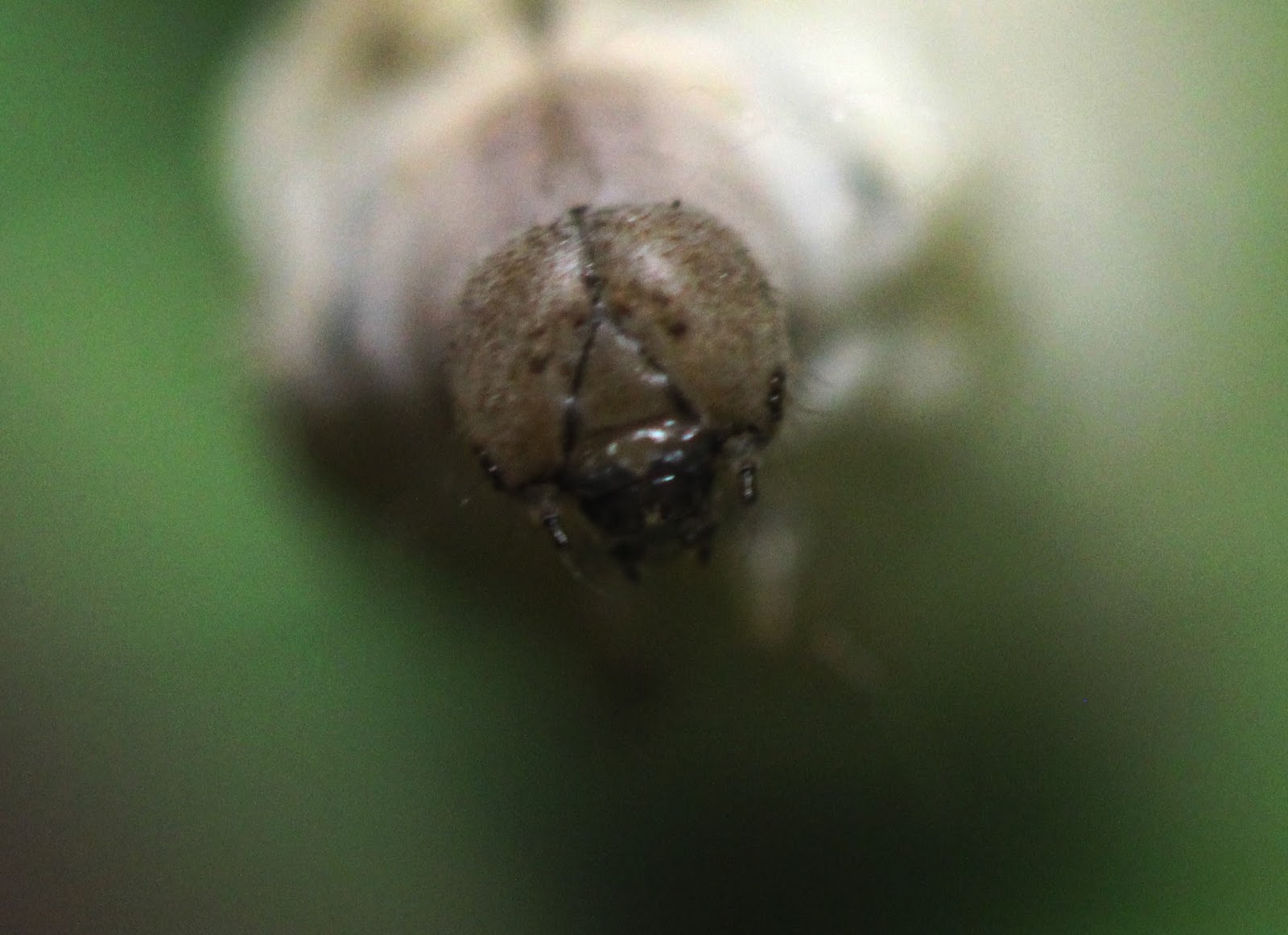 Amazing Silkworms: Anatomy of the Silkworm Larva