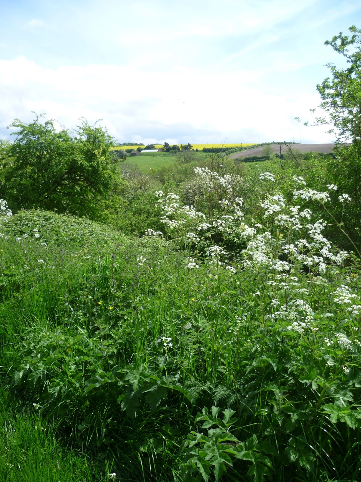 Third Age: Circular walk Market Weighton to Goodmanham, East Yorkshire