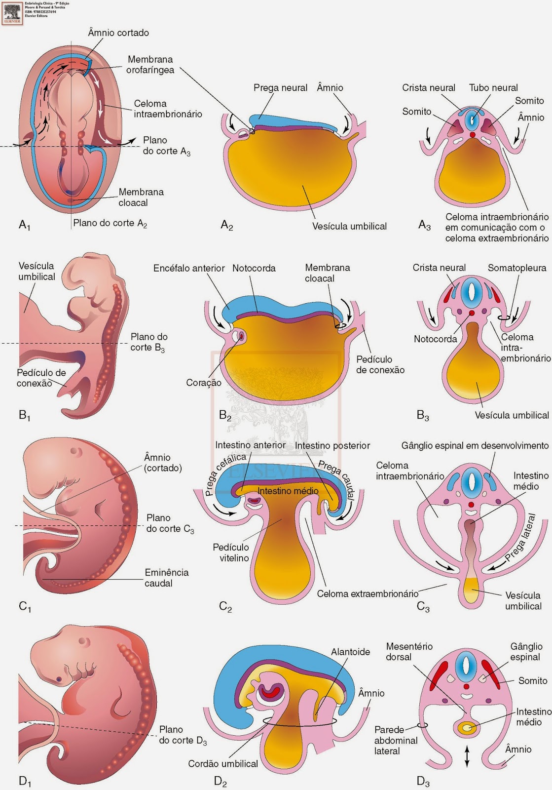 Laboratório Virtual de Embriologia: 10. Dobramento do embrião