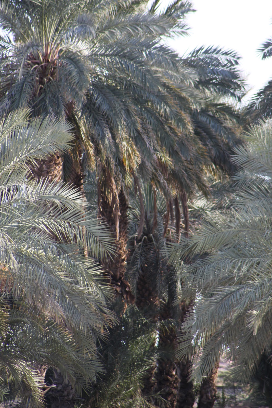 Life's a Trip: Arizona - Dateland