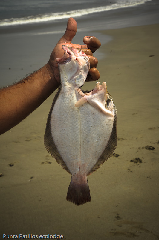 Eco-lodge Punta Patillos