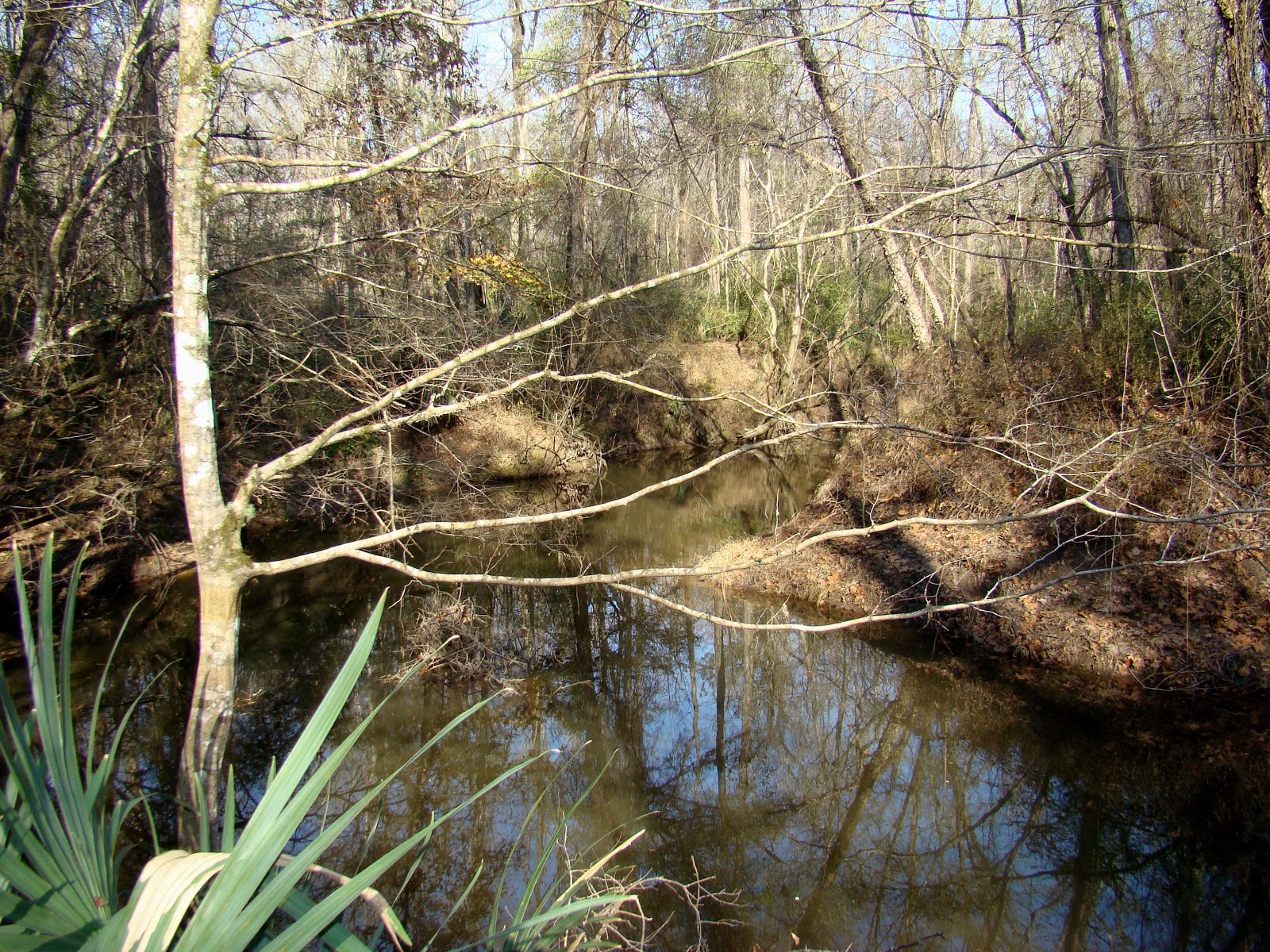 NationalForestHunter: Hunting the Sam Houston National Forest - 1998 ...