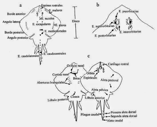Info animales: SISTEMÁTICA EN PECES CARTILAGINOSOS
