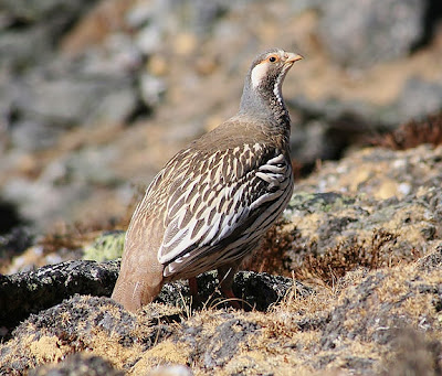 Birds of the World: Himalayan snowcock