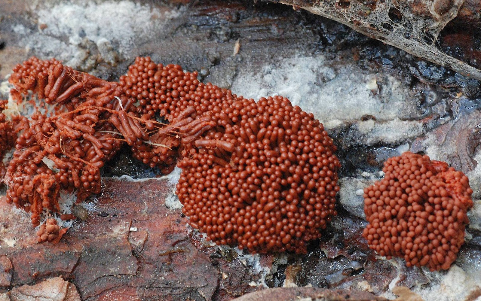 Myxomycetes of Greece