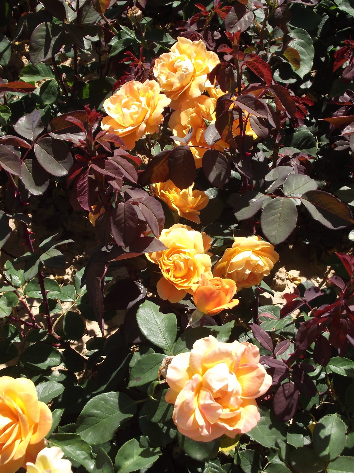 Promesse de roses: Coups de soleil sur le jardin