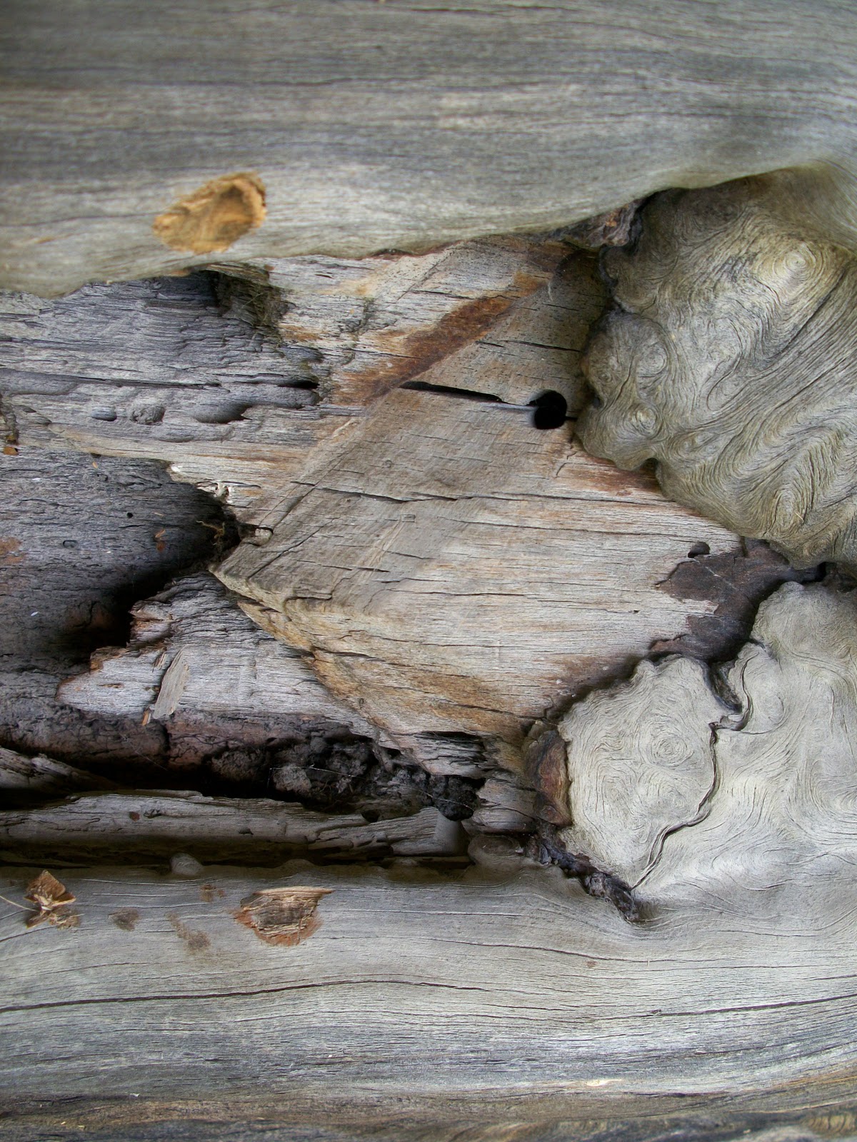 The Sharpened Axe: The Most Ignored Tree In America